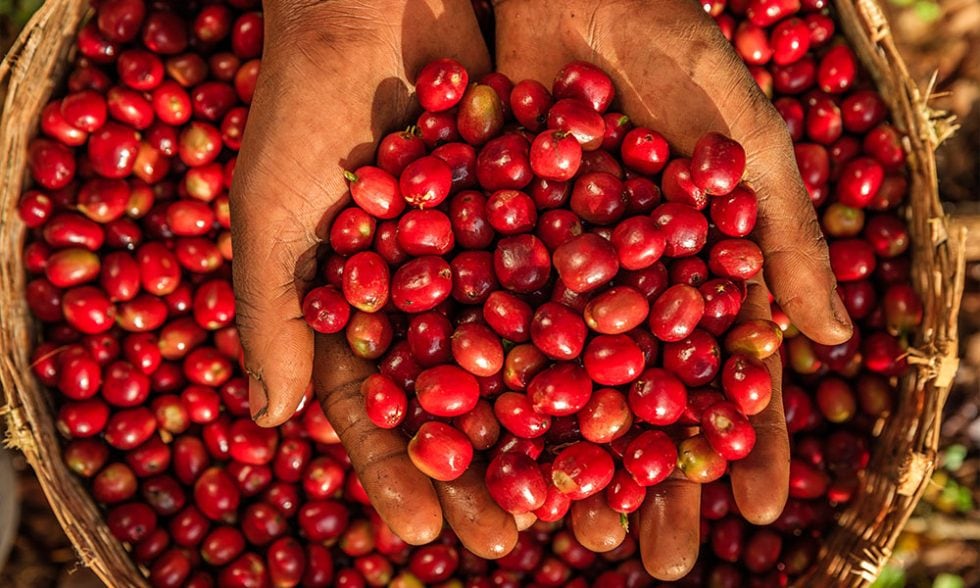 Sidamo coffee: why does it taste so good? - Abol Coffee Co.
